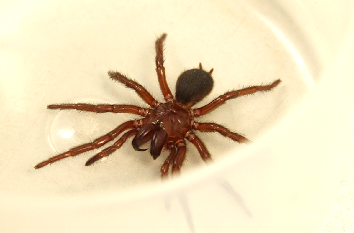 Spider Venom Breakthrough [UPDATE] - Victor Chang Cardiac Research ...