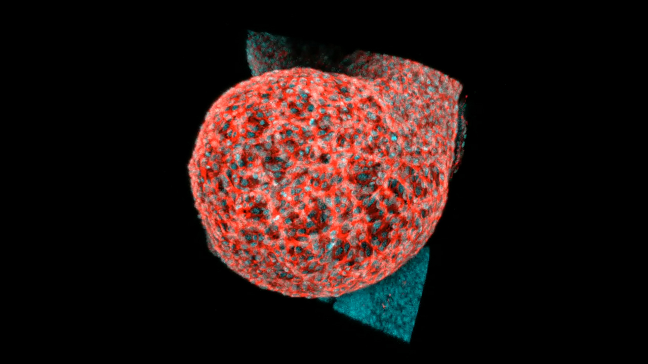 LSM7DUO Inverted Confocal… | Victor Chang Cardiac Research Institute