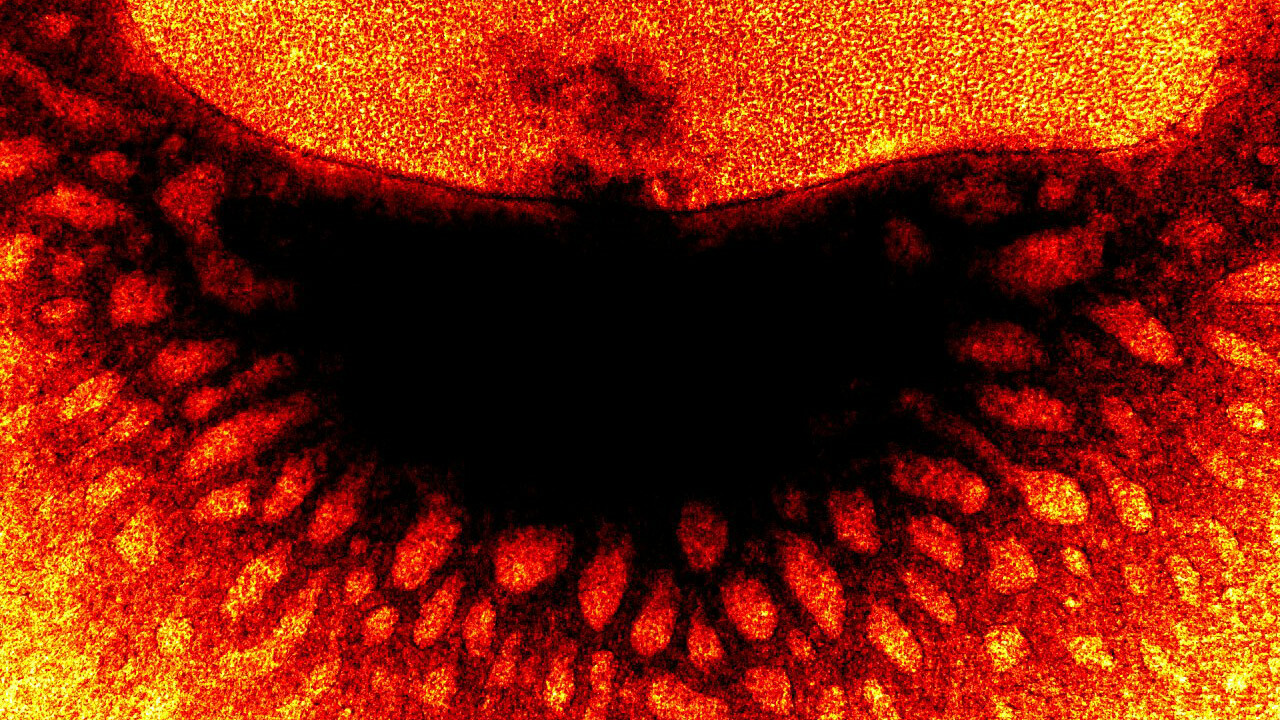 iPSC Reprogramming Service | Victor Chang Cardiac Research Institute