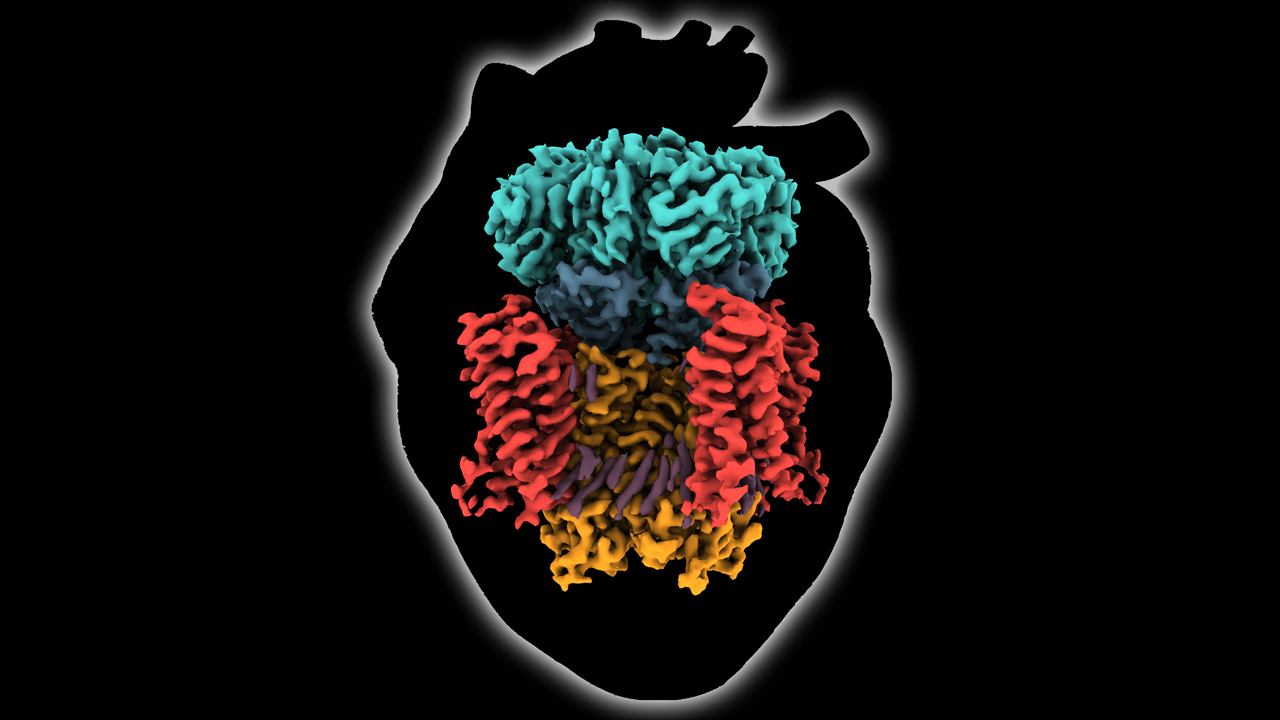 Australian Heart Disease Research - Victor Chang Cardiac Research Institute