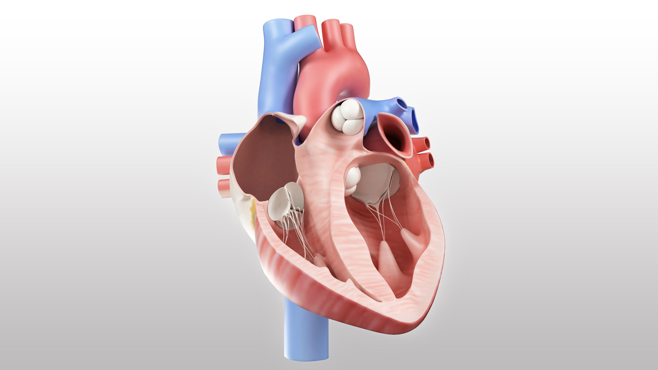 Heart Valve Disease | Victor Chang Cardiac Research Institute