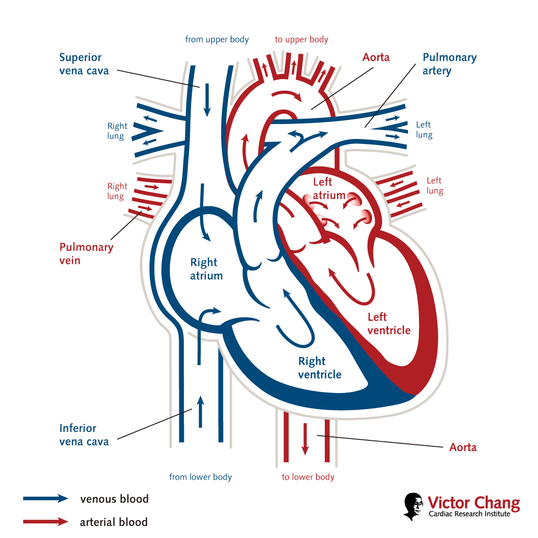 Anatomy of the human heart | Victor Chang Cardiac Research Institute