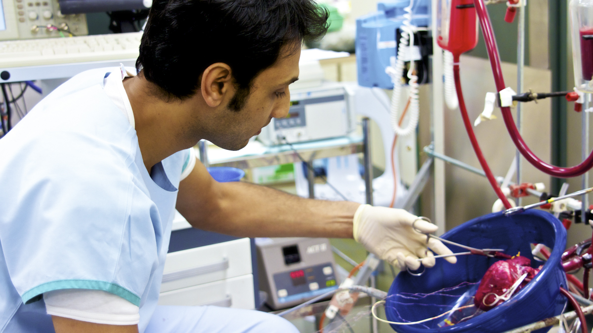 Heart Transplant Research… | Victor Chang Cardiac Research Institute