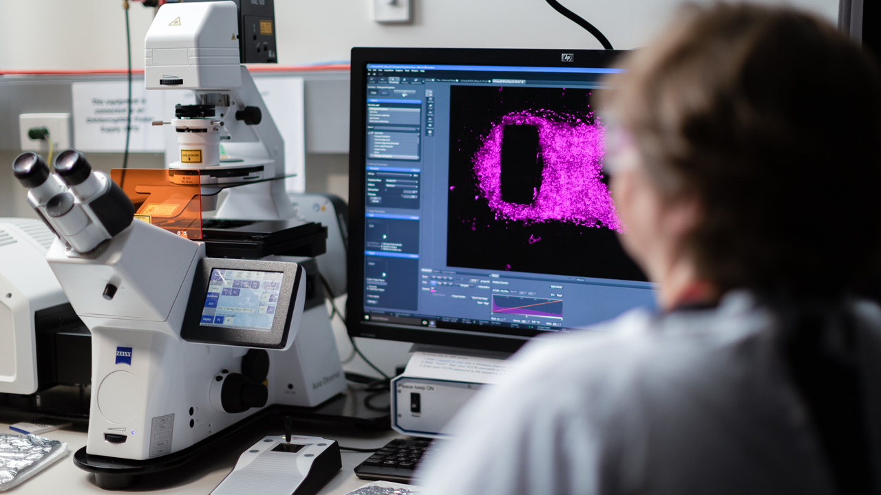 LSM900 Inverted Confocal… | Victor Chang Cardiac Research Institute